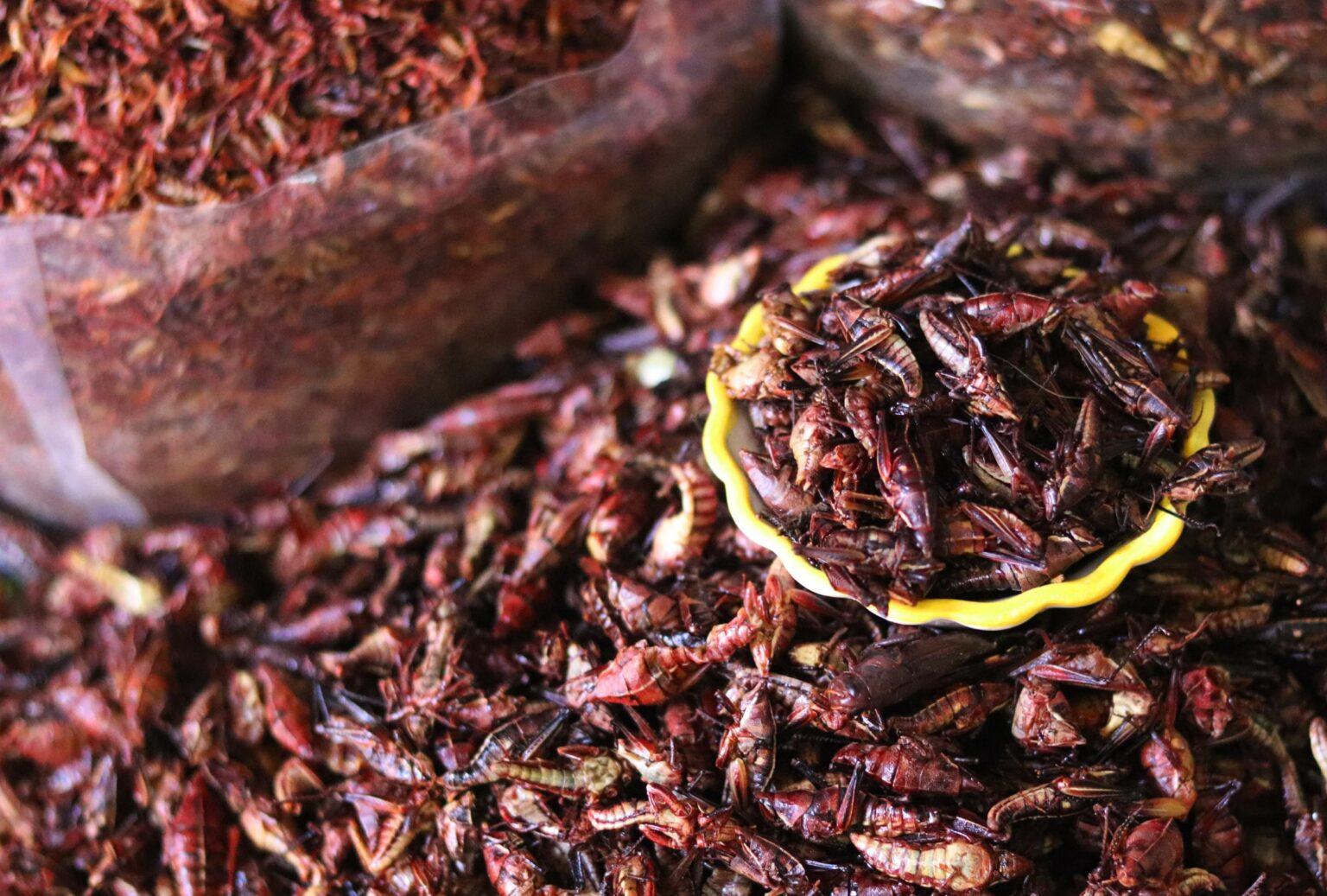 7 Insekten - die man essen kann! - Mein Insekten Essen